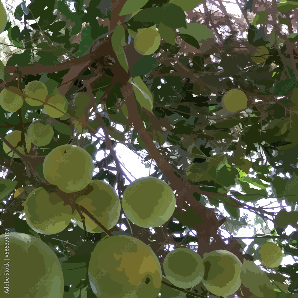 Vector image of a tangerine tree with green tangerines. For use as a ...
