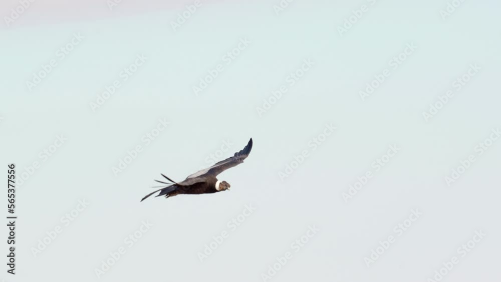 Un majestuoso condor andino adulto en libertad sobrevolando las ...