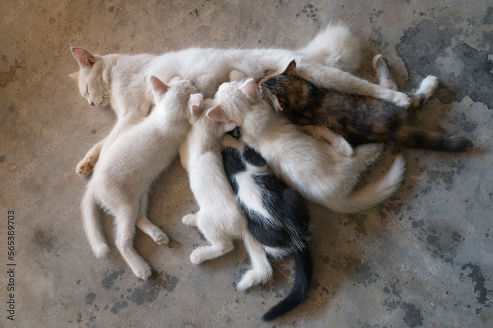 Mother cat resting on a concrete floor and nursing her five kittens ...