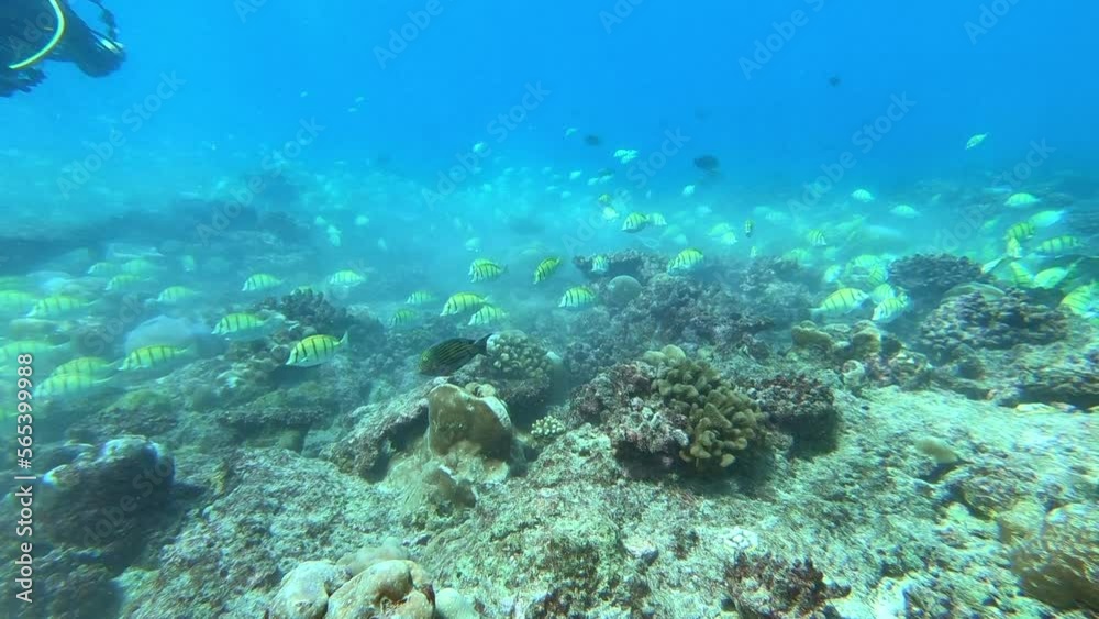 Video „School of tuna tunny fish on the blue background of the sea ...