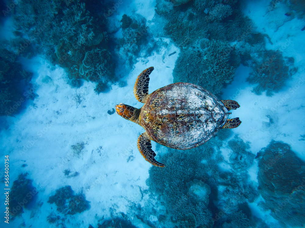 Green sea turtle swimming in the ocean on Lady Elliot Island coast ...