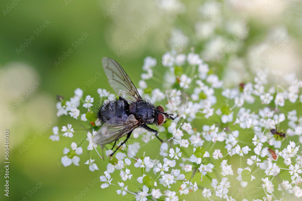 Tachinid fly (Tachinidae sp). Parasitoids of other insects. The larvae ...
