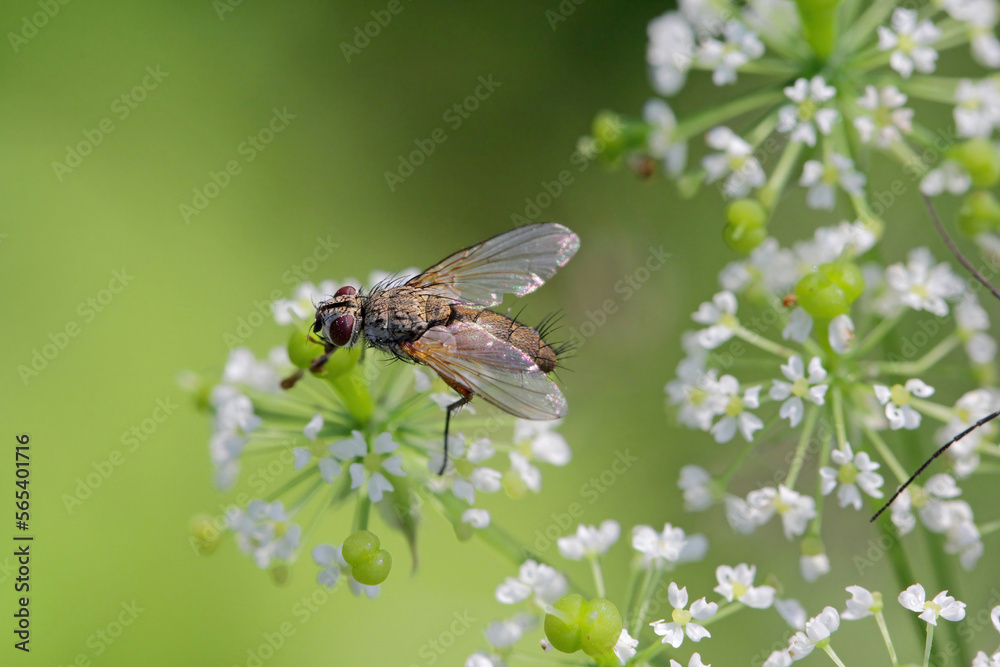 Tachinid fly (Tachinidae sp). Parasitoids of other insects. The larvae ...