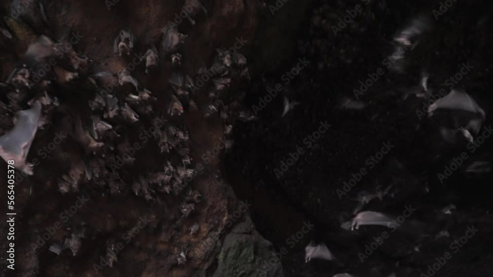 Cave wall of flying foxes scattering away in fear. Dark habitat of a ...
