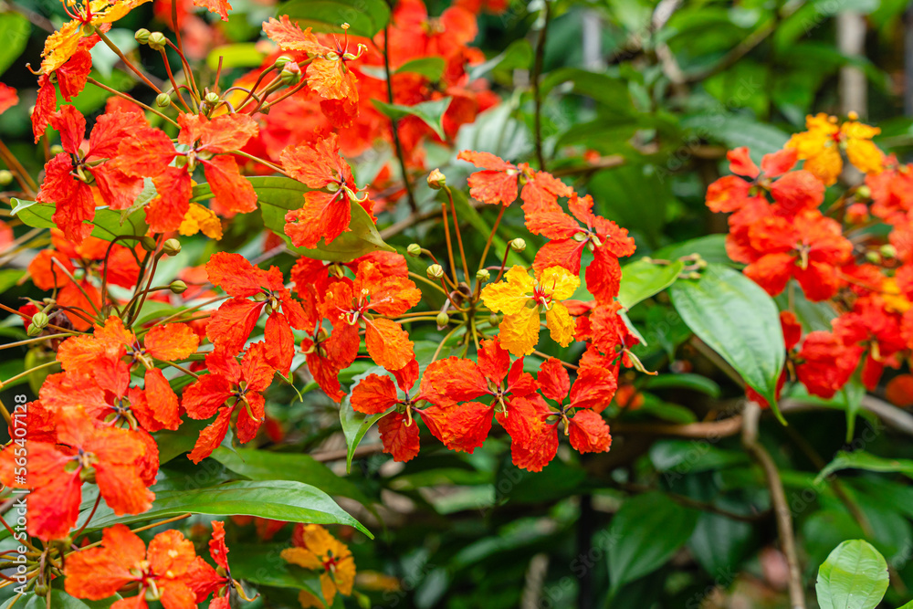 Bunga Phanera Kokiana or Bauhinia kockiana, a genus of flowering plants ...