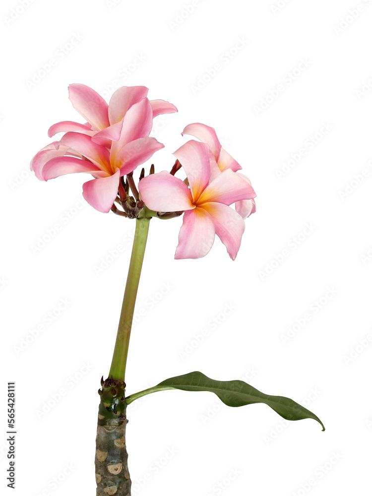 pink plumeria frangipani with stem and leaf isolated on transparent ...