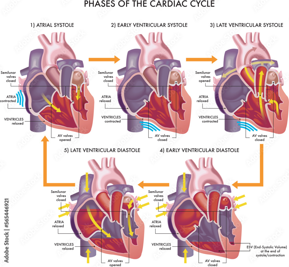 Medical illustration of the phases of the cardiac cycle, with ...
