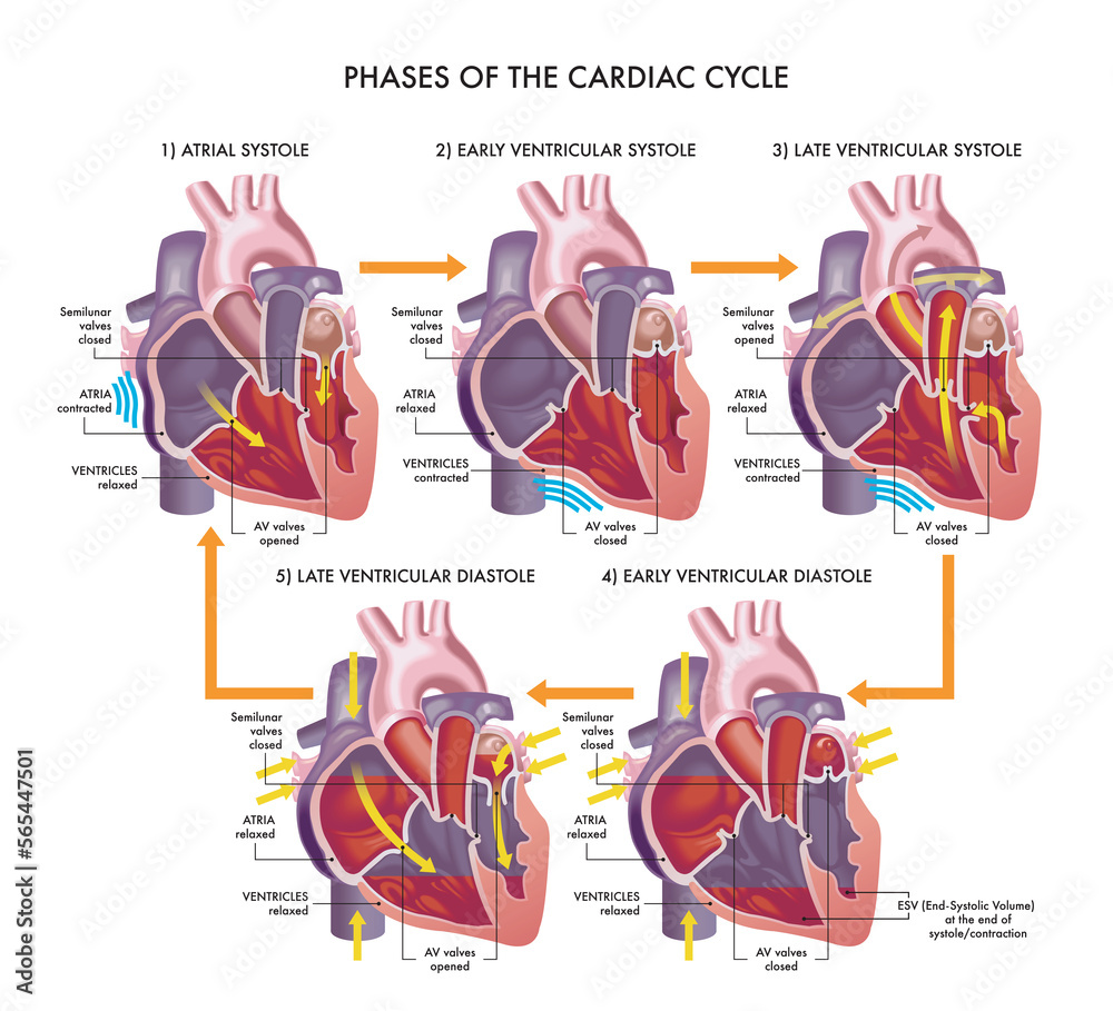 Medical illustration of the phases of the cardiac cycle, with ...