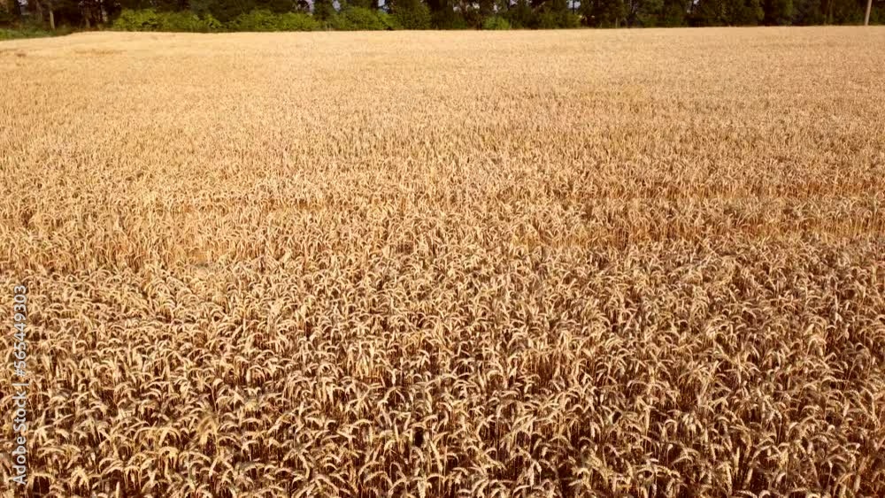 Wheat field. Field ears spikes of ripe wheat. Golden ripened wheat ...