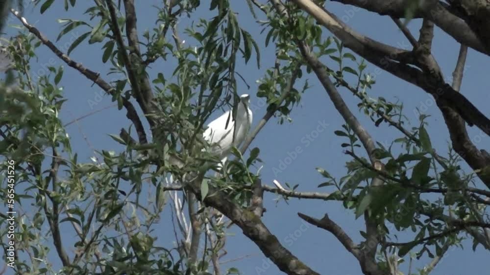 Common night heron (Nycticorax nycticorax) is a bird of the heron ...