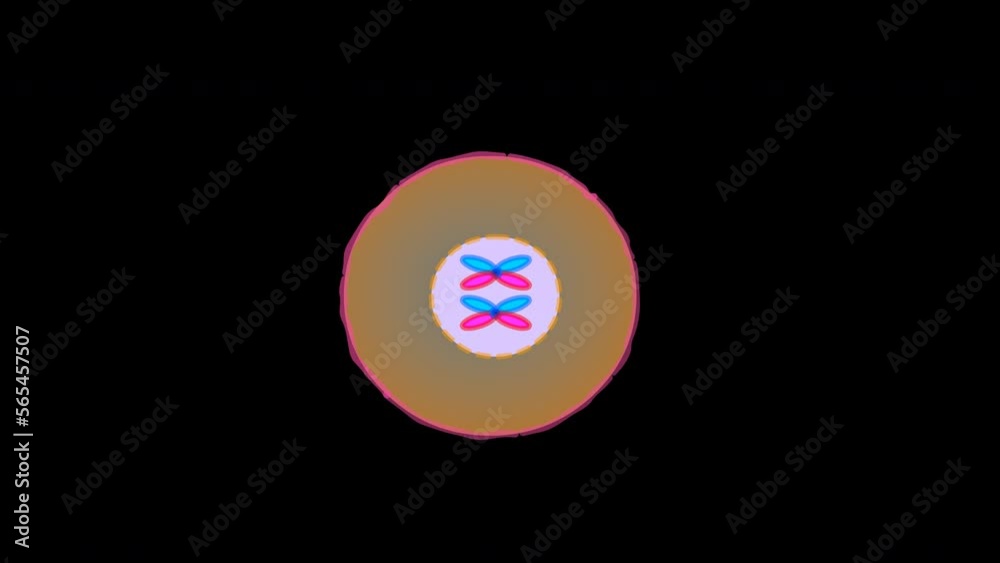 Cell division, stages of mitosis phases. Loop, life cycle animation ...