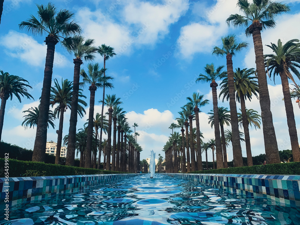 Panorama of Palm trees in The Arab League Park ( Parc de la Ligue Arabe ...