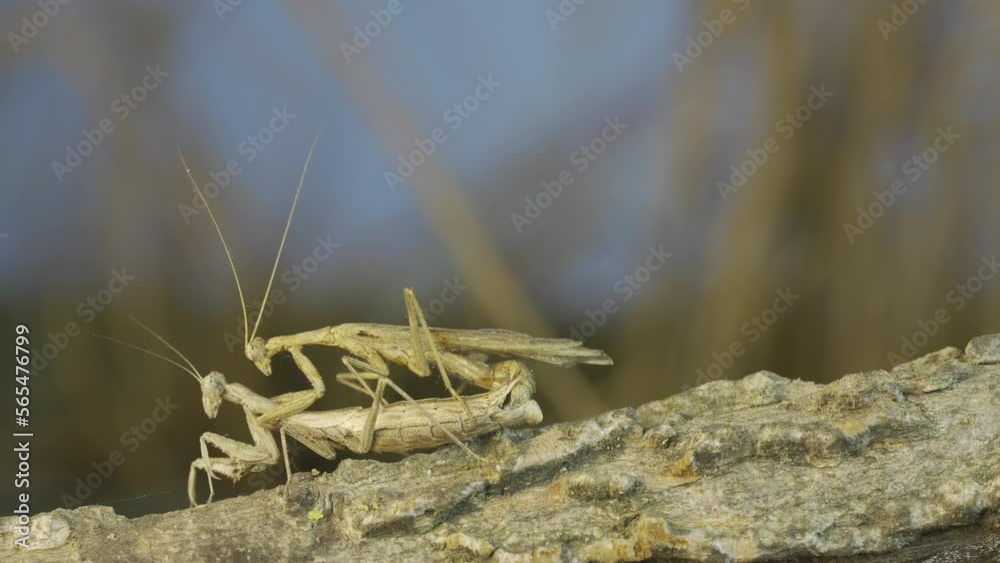 Praying mantises walk along branch in the process of mating praying ...