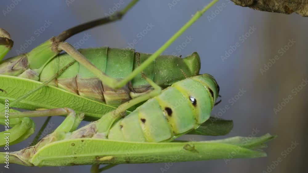 Extreme close-up of mating process of praying mantises. Couple of ...