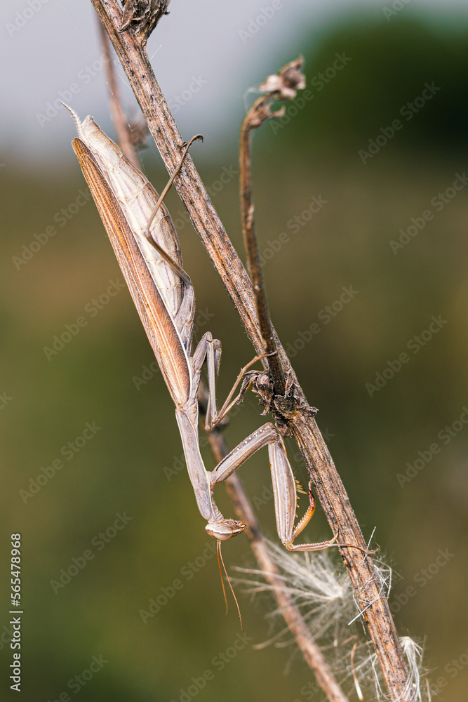 Brown Female Praying Mantis