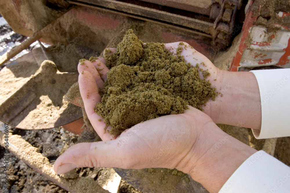 Workers for the Yulex Corporation collect 2 year old guayule shrubs ...