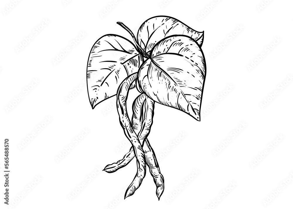 Grafika wektorowa Stock: Hand drawn sketch black and white illustration ...