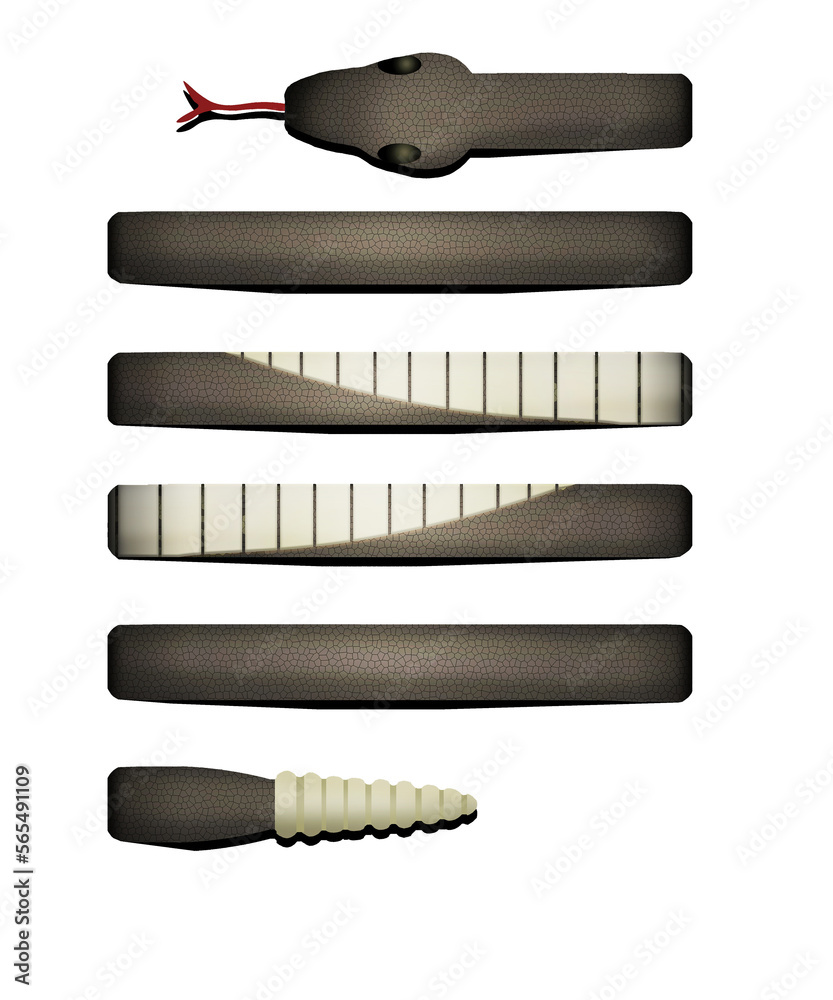 A snake looks like lines on a page in this interesting look at serpents ...