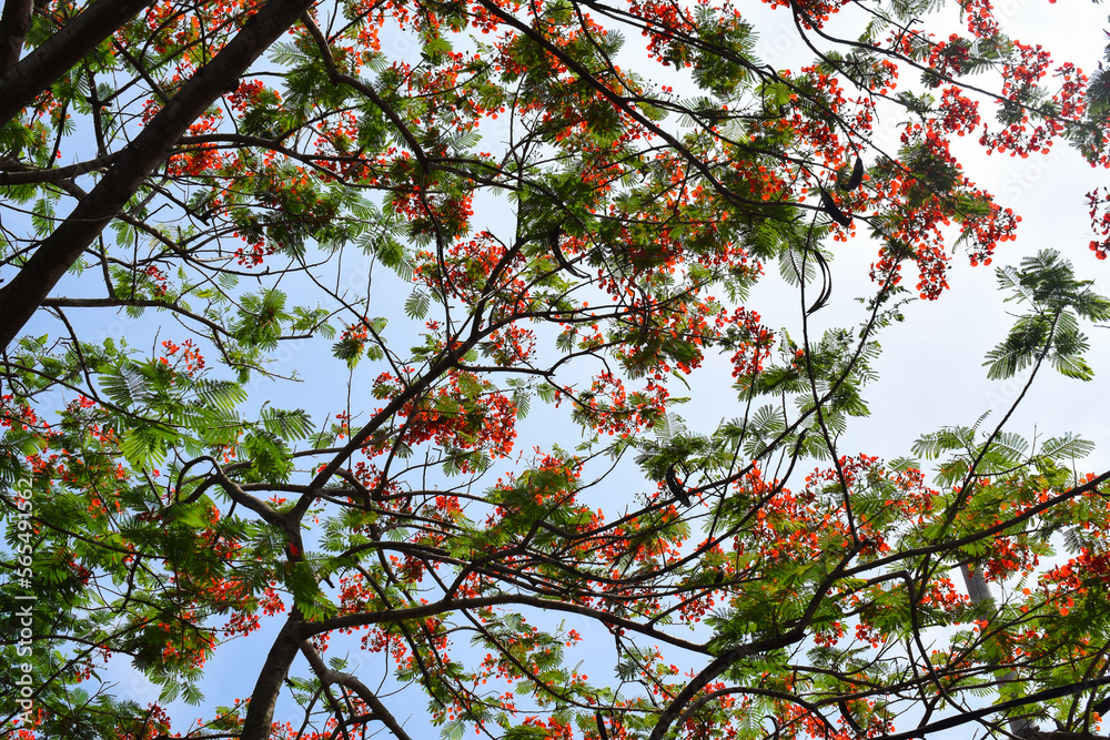 Red phoenix flowers bloom in summer. Common name in English is ...