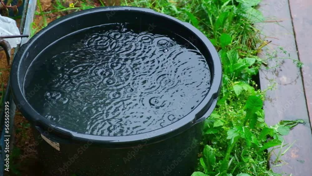 A blue barrel for collecting rainwater. Collecting rainwater in a ...