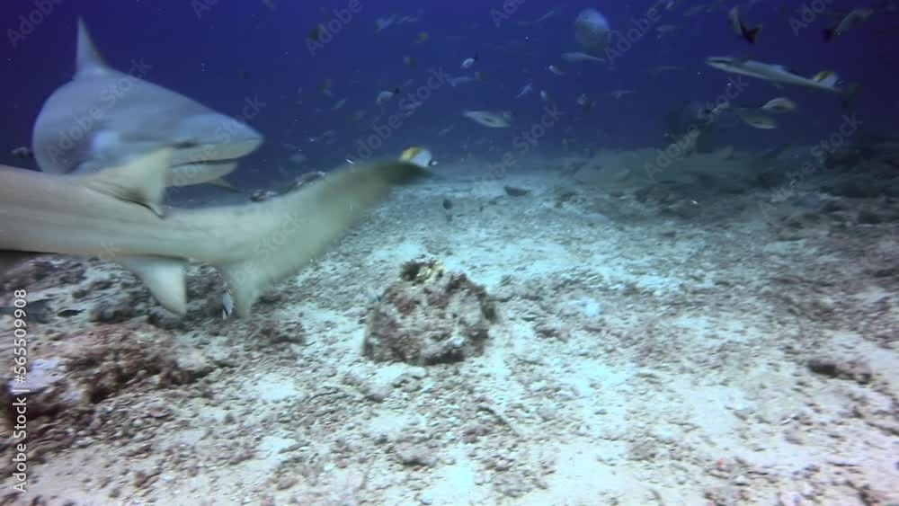 Vidéo Stock Whitefin Gray Shark and mustachioed nurse shark in ...