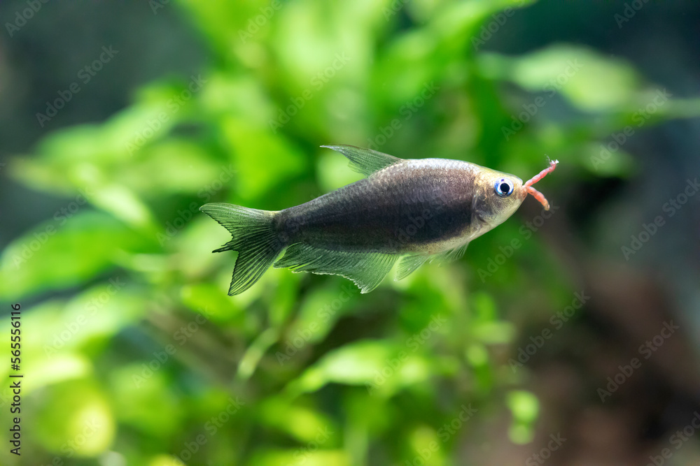 Black Emperor Tetra - Nematobrycon palmeri var. "Amphiloxus Black ...