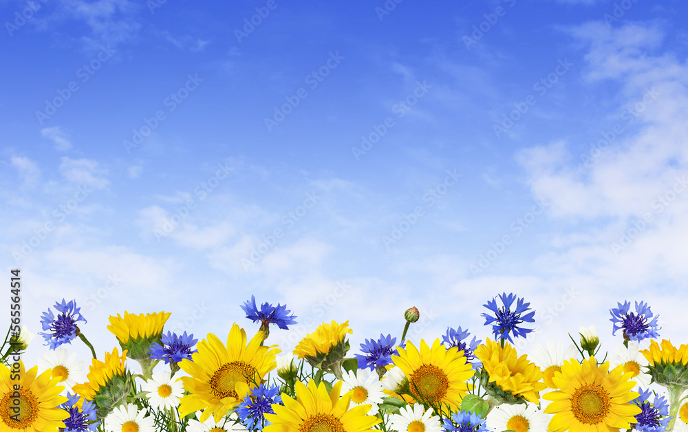 Photo & Art Print Sunflowers, daisy flowers and knapweeds in a border ...