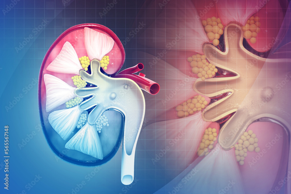 Human kidney medical diagram with a cross section, inner organ with ...