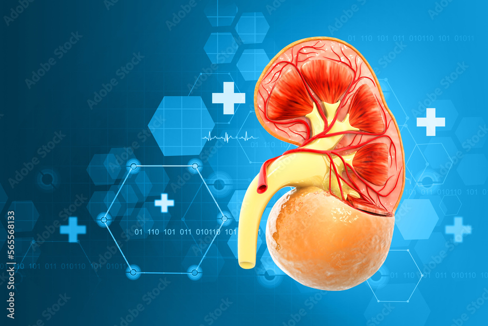 Human kidney medical diagram with a cross section, inner organ with ...