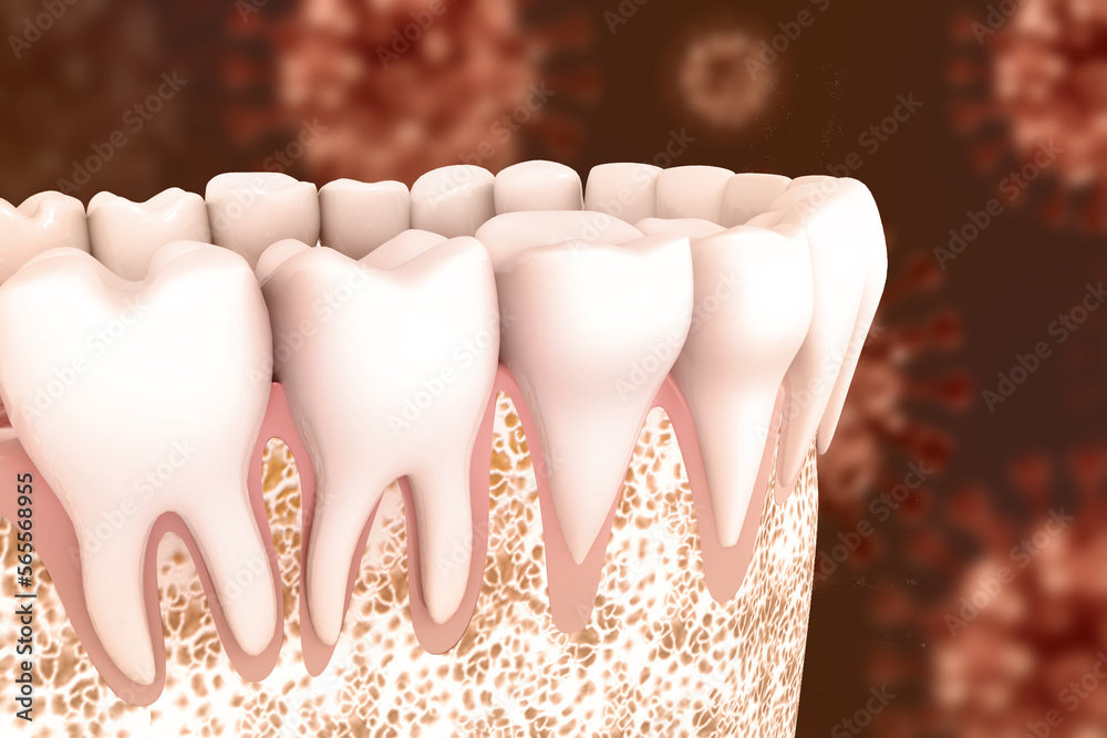Dental anatomy, tooth structure. 3d illustration Stock Illustration ...