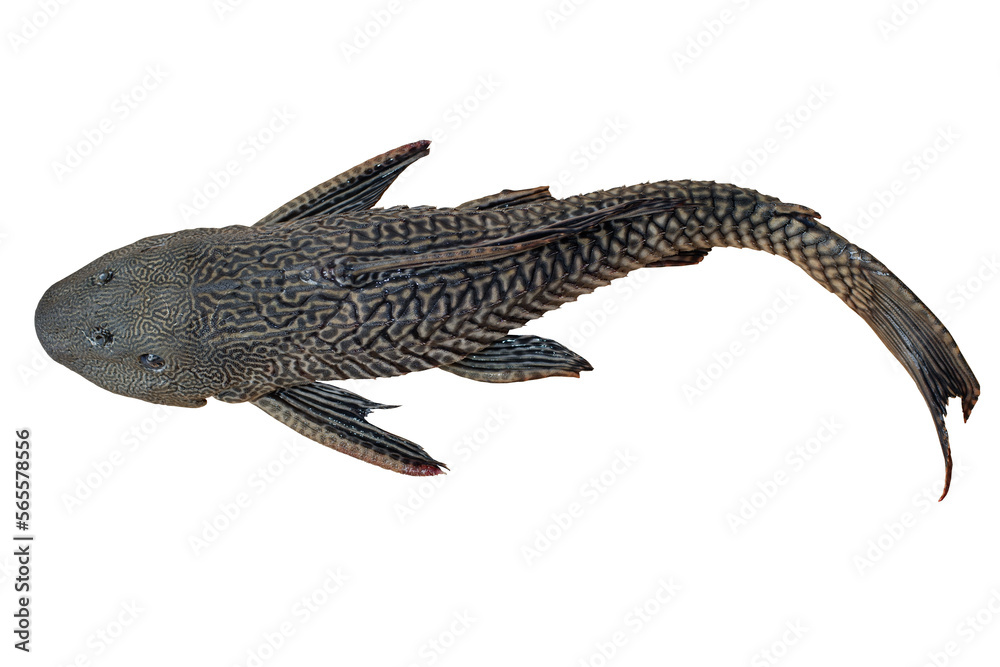 PNG format Suckermouth catfish. Hypostomus plecostomus, also known as ...