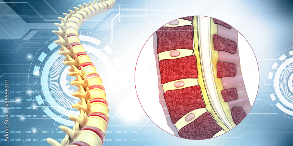 Human spine anatomy, spine cross section. 3d illustration.. Stock ...
