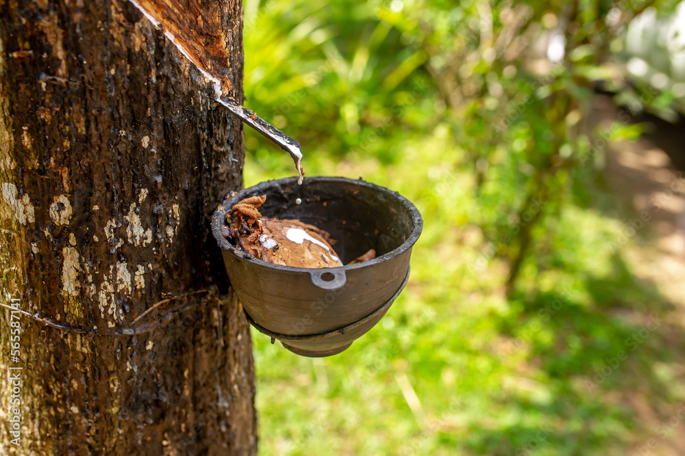Milky latex extracted from the rubber tree Hevea Brasiliensis as a ...