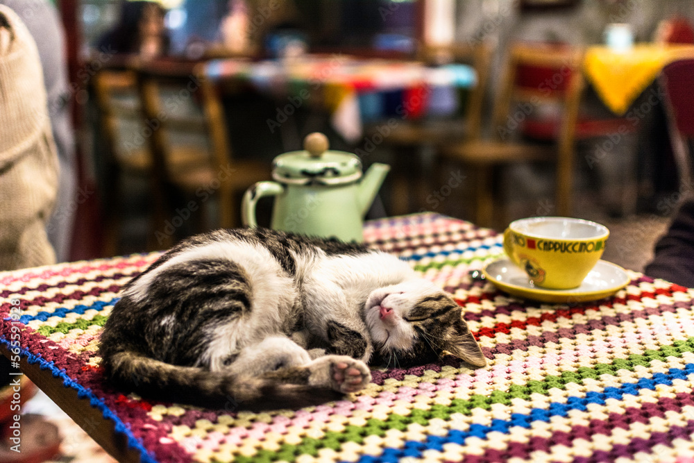 Adorable, cute cat relaxed on a coffee shop interior. Sweet kitty on a ...