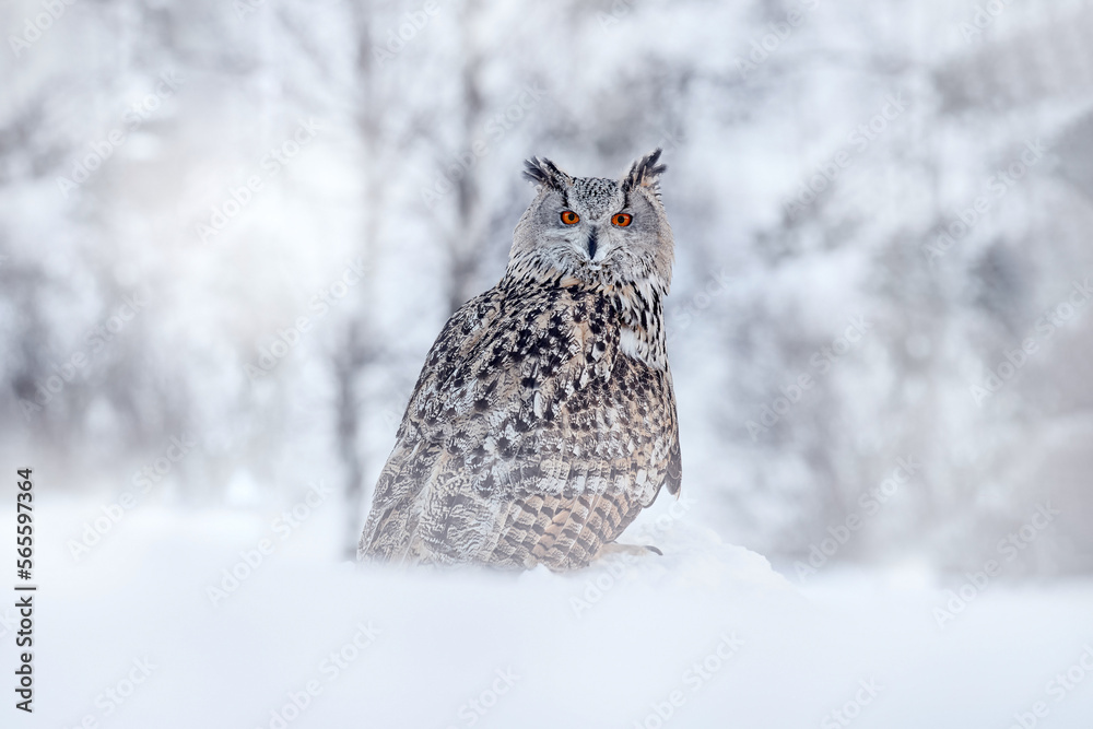 Siberian Eagle Owl, Bubo bubo sibiricus, sitting in the birch tree with ...