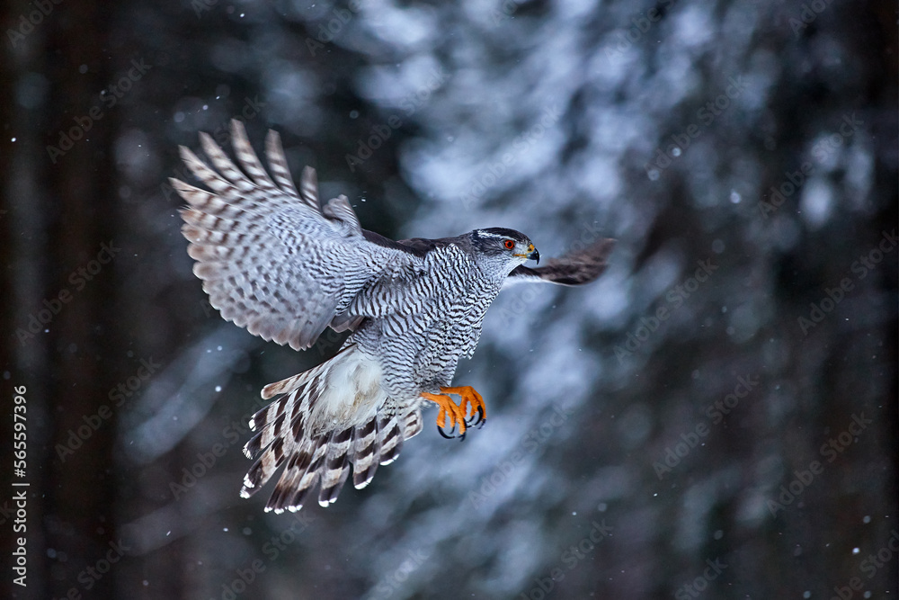Foto de Winter wildlife. Goshawk flight, Germany. Northern Goshawk ...