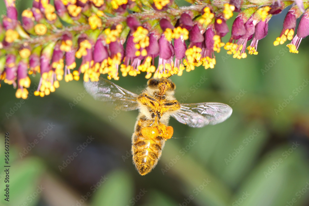 Honey Bee or also honeybee, Apis mellifera collecting pollen of flower ...