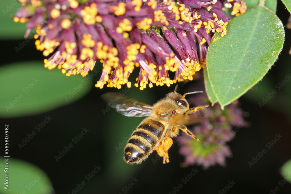 Honey Bee or also honeybee, Apis mellifera collecting pollen of flower ...