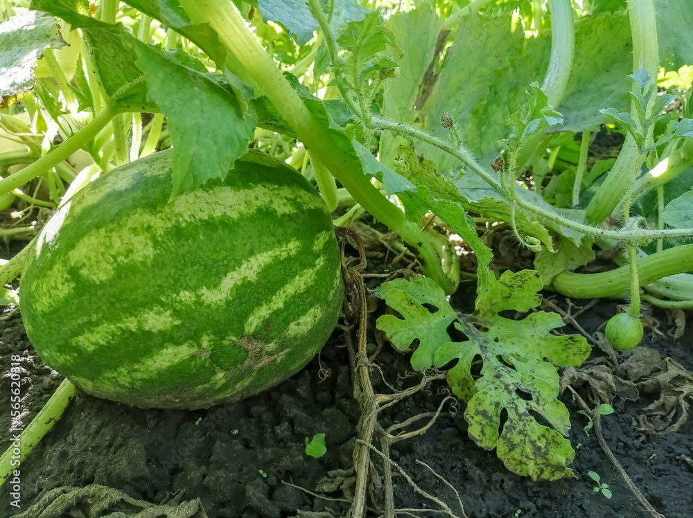 Watermelon on a bed under the leaves. a green, Cultivation of ...