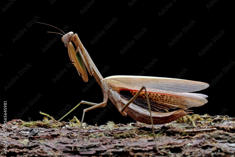 Tenodera sinensis mantis with self defense position, mantis on black ...