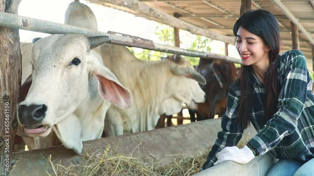 Beef cattle farm business : Happy asian female farmer diligently sits ...
