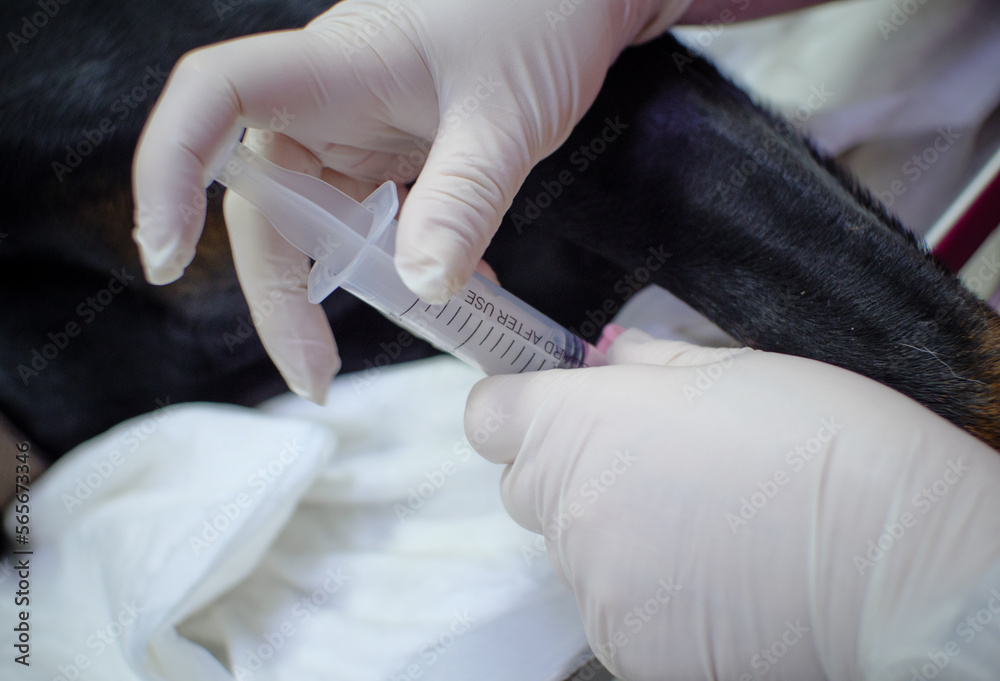 Holding a dog's paw with an intravenous catheter in his hand, the ...