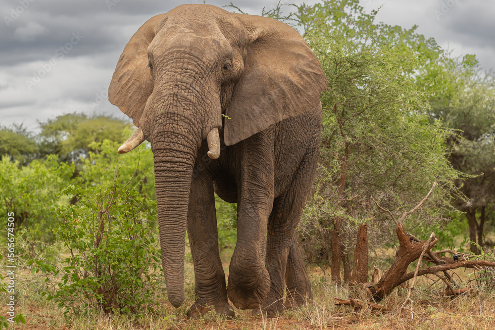 African bush elephant - Loxodonta africana also known as the African ...
