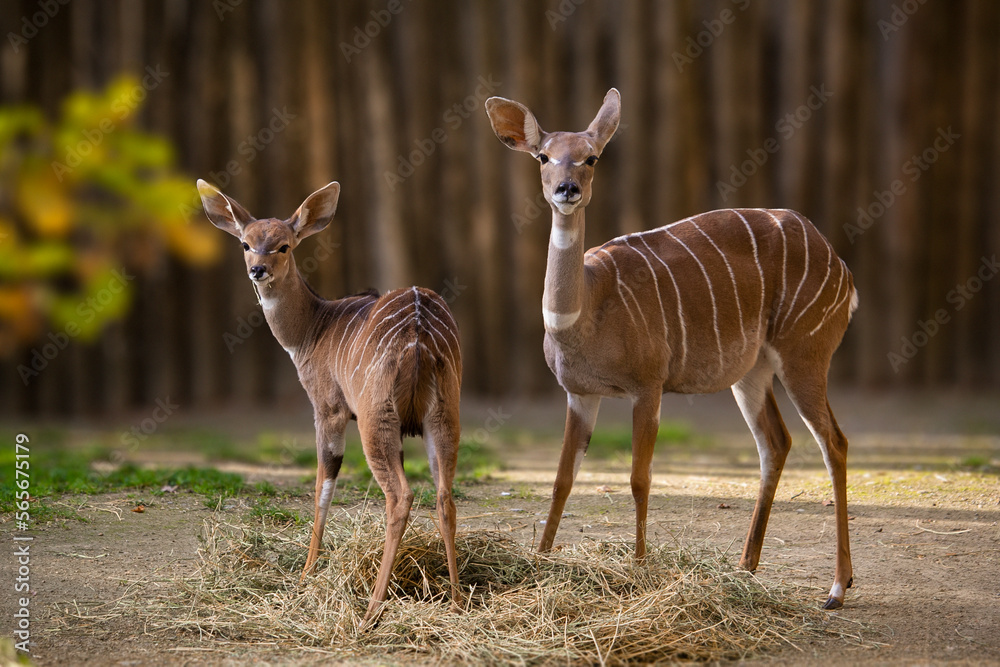 Lesser Kudu Baby