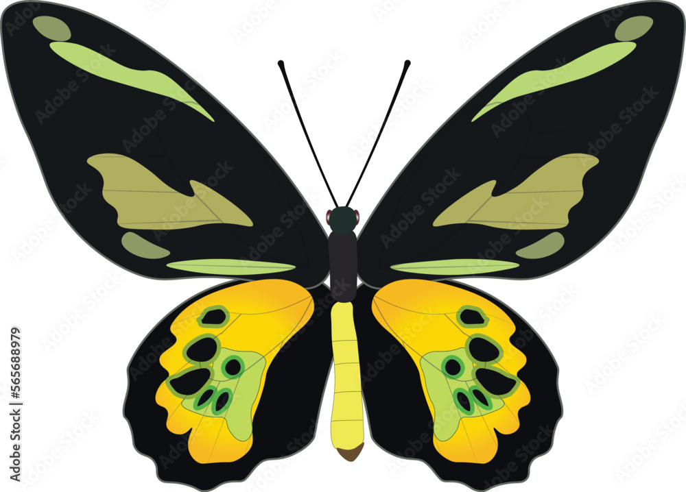 Beautiful yellow green butterfly isolated on white background ...