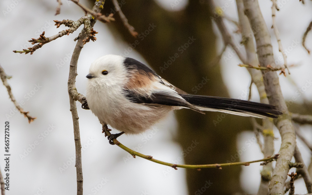 Long-tailed Tit (Aegithalos caudatus) bushtit. Lovely long-tailed tit ...
