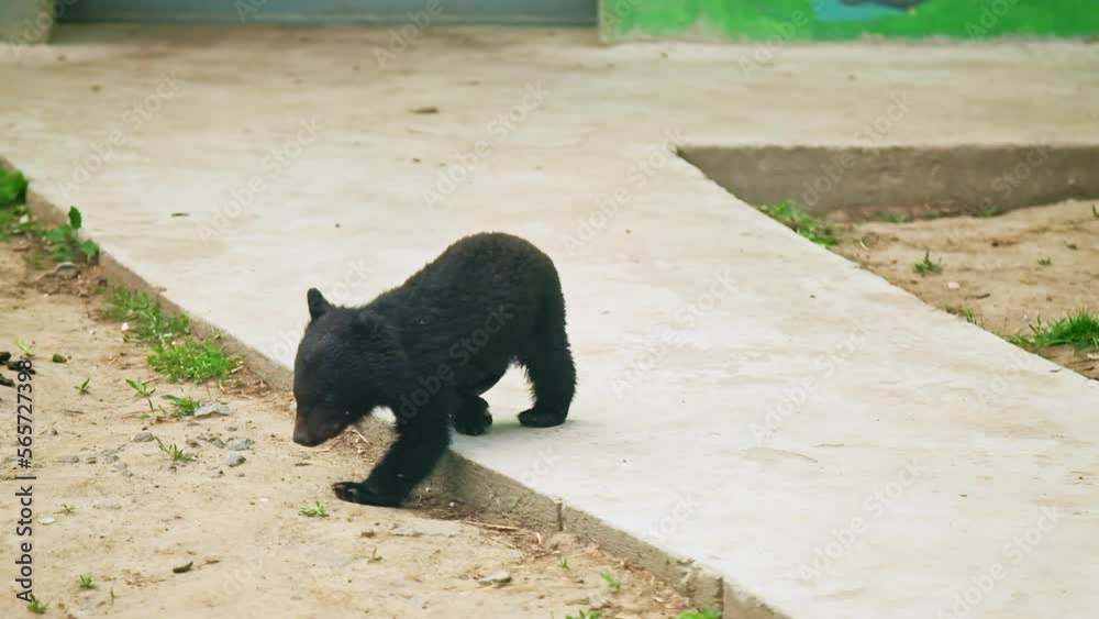 Adorable lovely black bear cub walking by the concrete path. Little ...