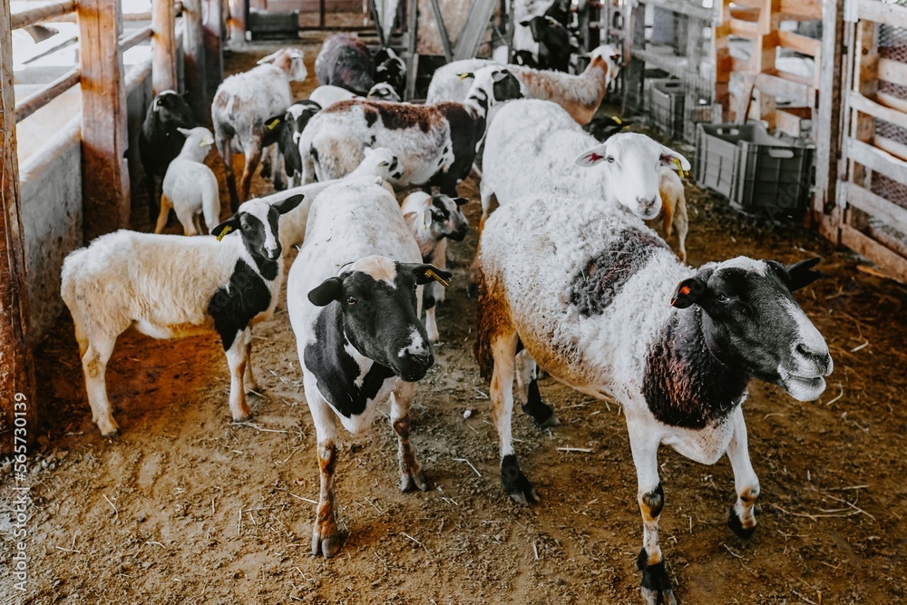 Charming Goats in their Farmyard Enclosure Stock Photo | Adobe Stock Charming Goats in their Farmyard Enclosure Stock Photo | Adobe Stock