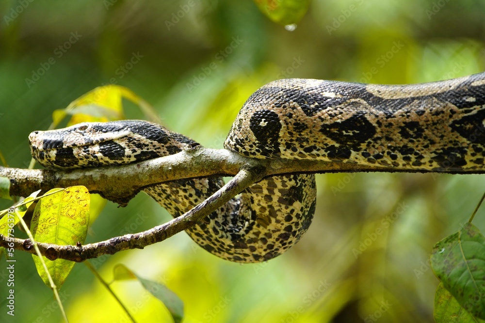 Anaconda snake (Boa constrictor) Boidae family. Amazon rainforest ...