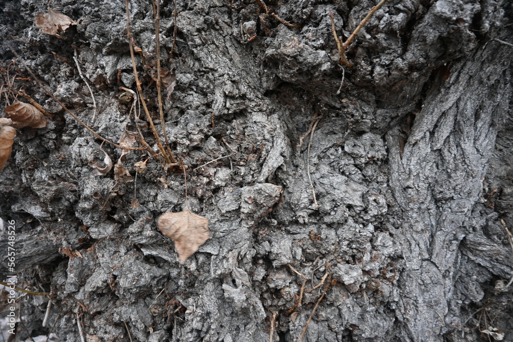 texture of gray tree bark, old bark of poplar bough tree, poplar gray ...